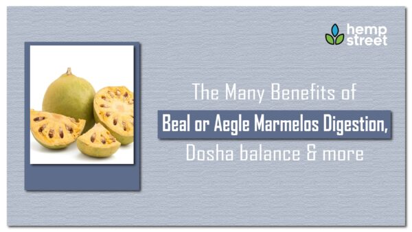 The Many Benefits of Bael (Aegle Marmelos) - Hempstreet